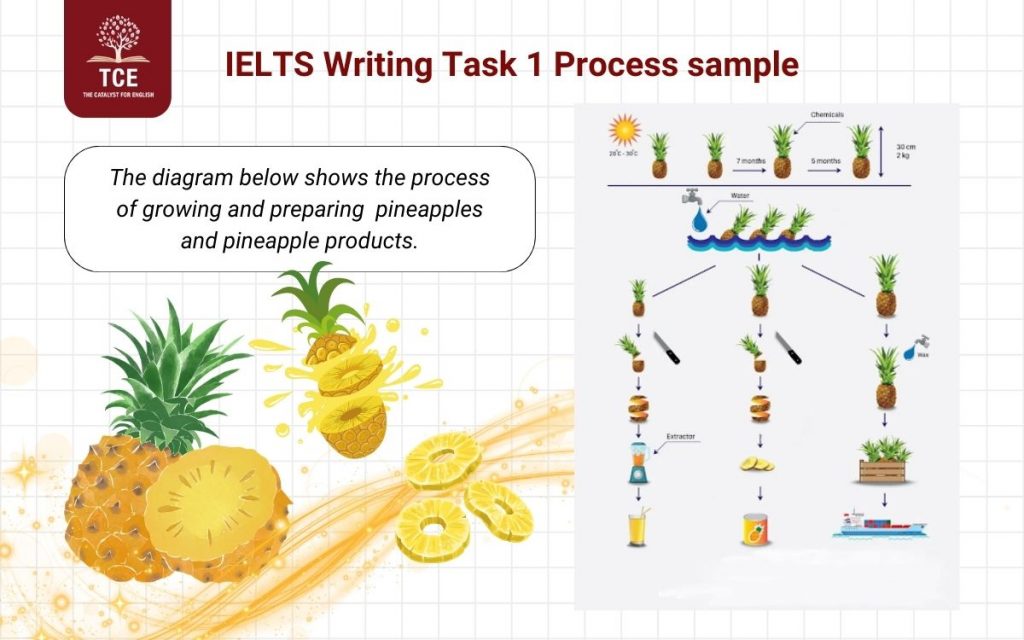 Cách viết dạng IELTS Writing Task 1 Process và bài mẫu | The Catalyst for English
